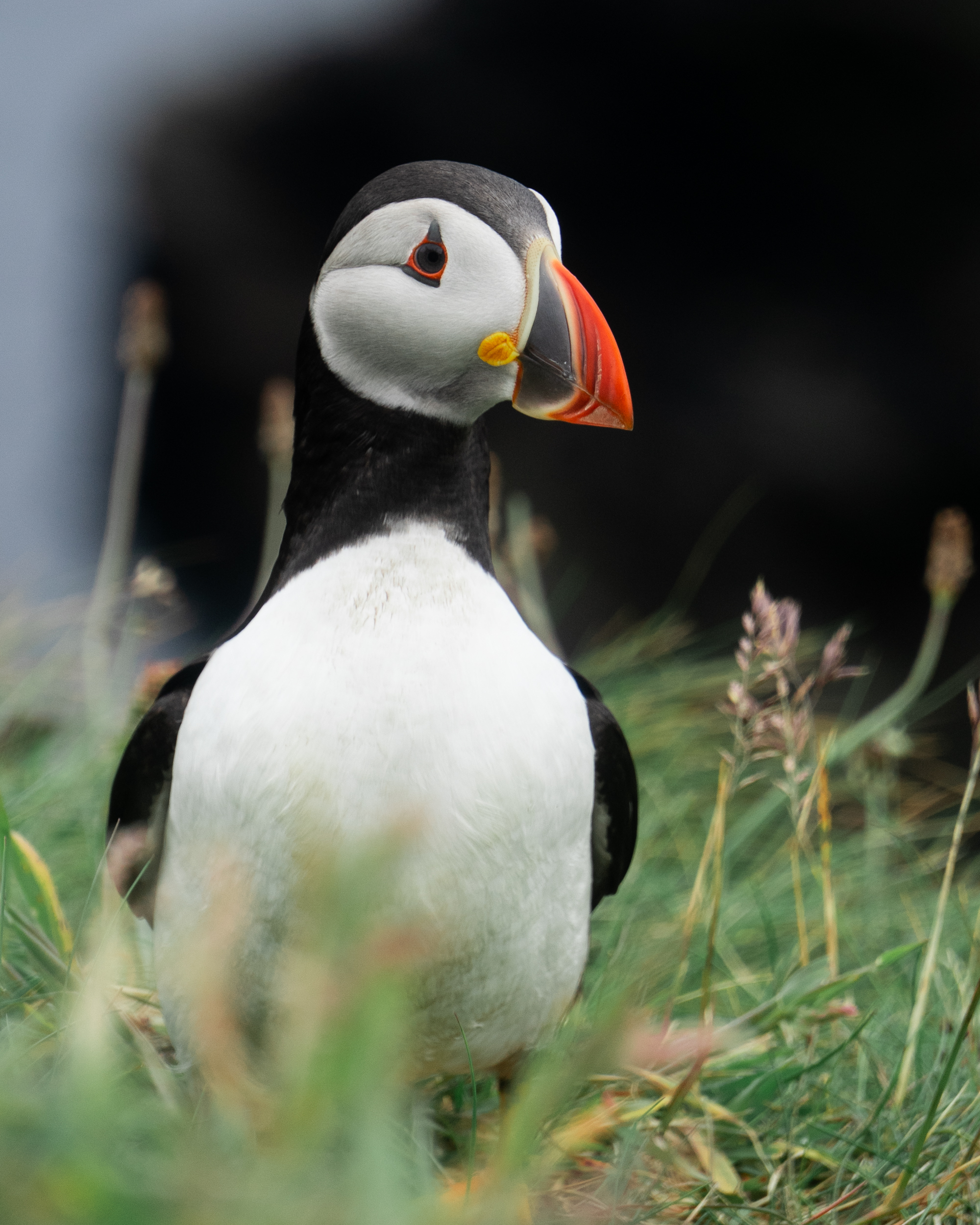 About – Orkney Nature Festival